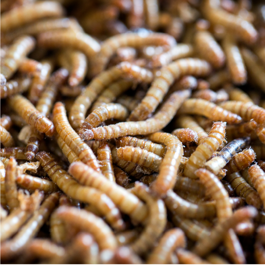 ProCIP: Praktijkvoorbeelden Circulaire Insecten- en Plantaardige Eiwit ...